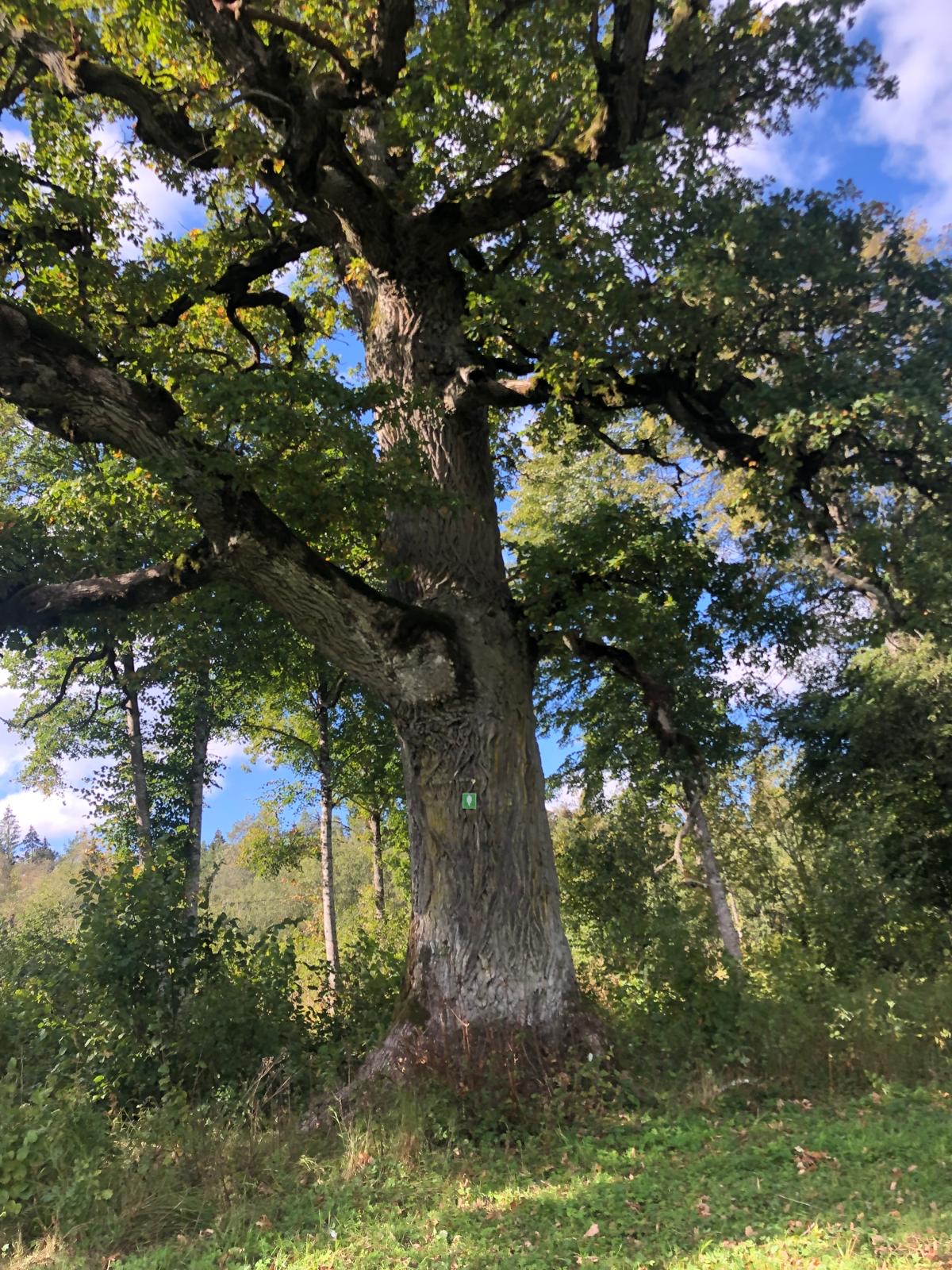 Ķieģeļnīcas ozoli - VisitVentspils