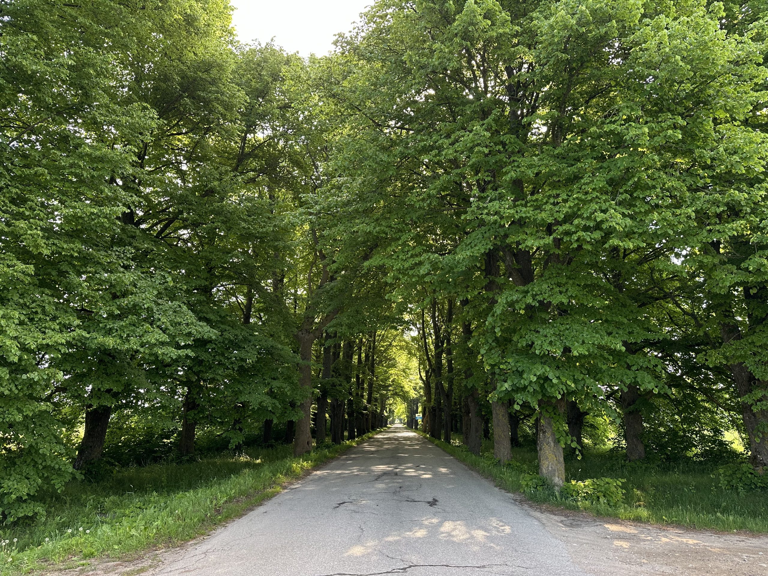 Zūru liepu aleja - VisitVentspils