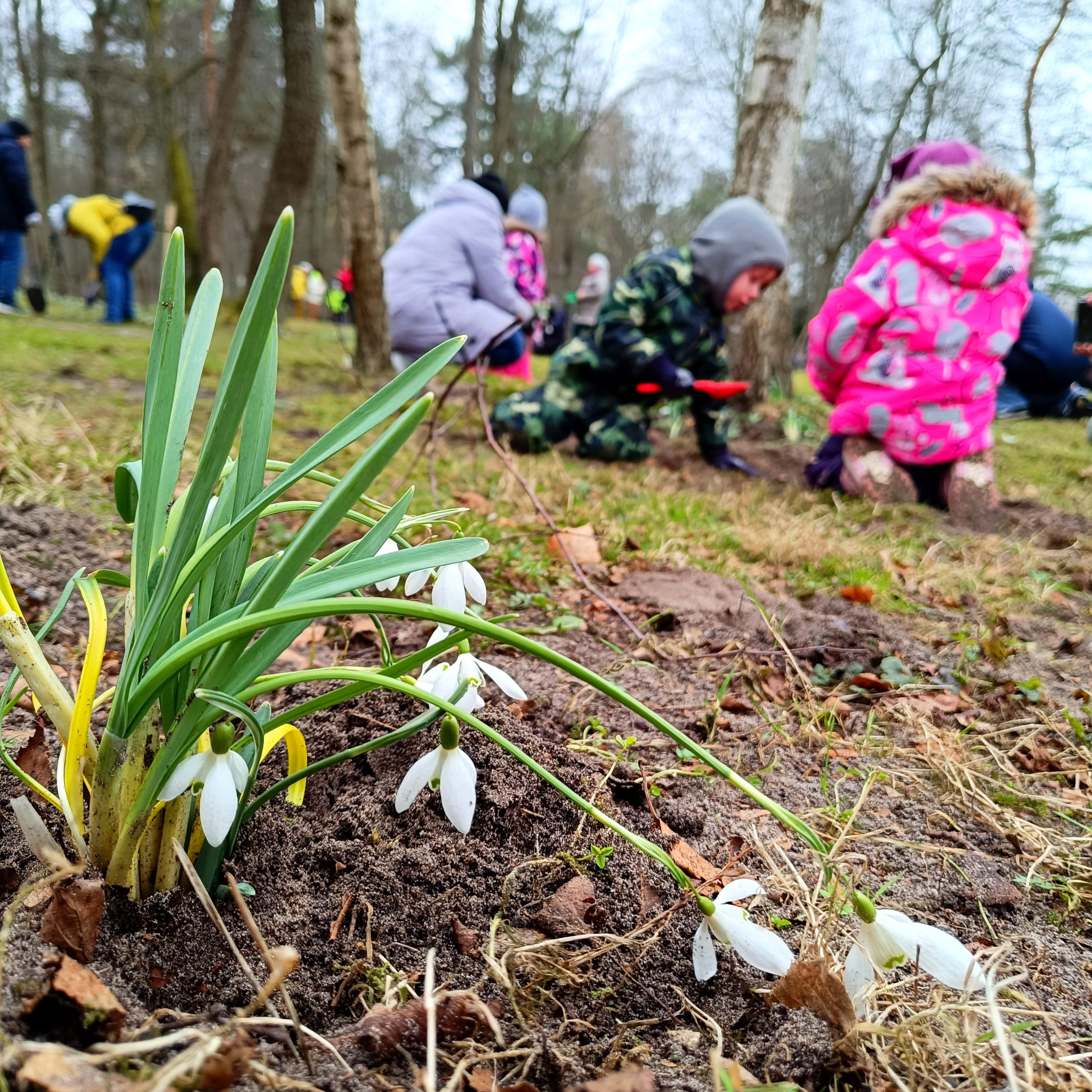 Snowdrop planting campaign 2025 - VisitVentspils